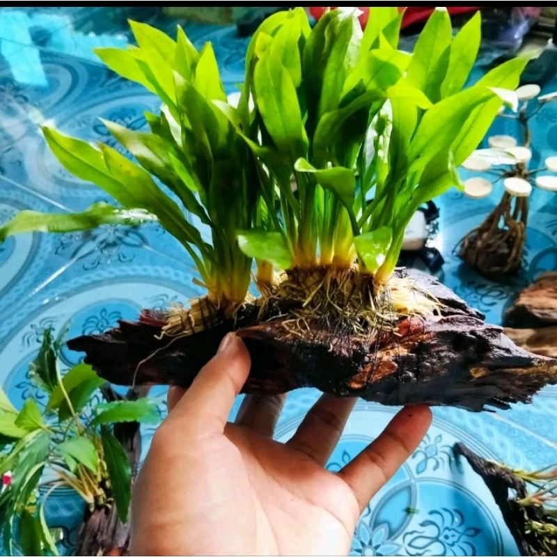 Jual Amazon sword media kayu rentek hiasan aquarium/ aquascape | Shopee ...