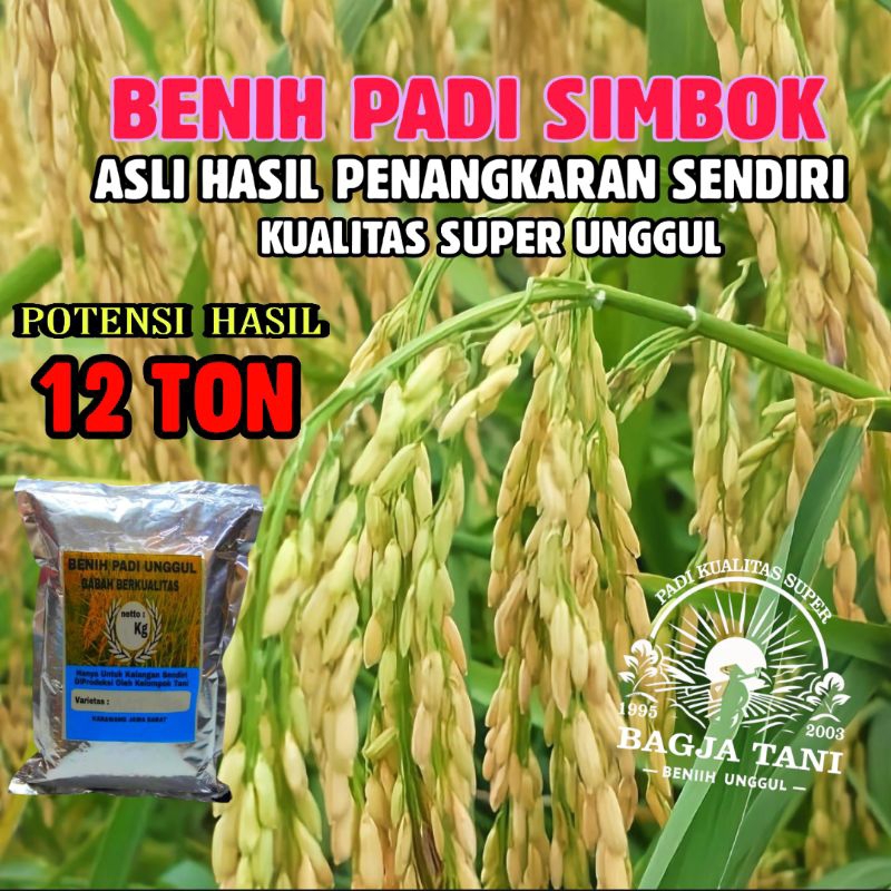 Jual BENIH PADI SIMBOK KUALITAS SUPER UNGGUL KEMASAN 1KG | Shopee Indonesia