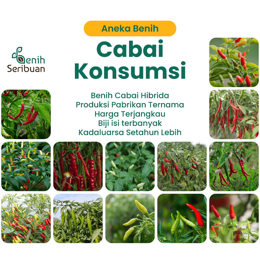 Jual BENIH SERIBUAN - Aneka Bibit Cabe Konsumsi Sayur Sayuran Cabai ...