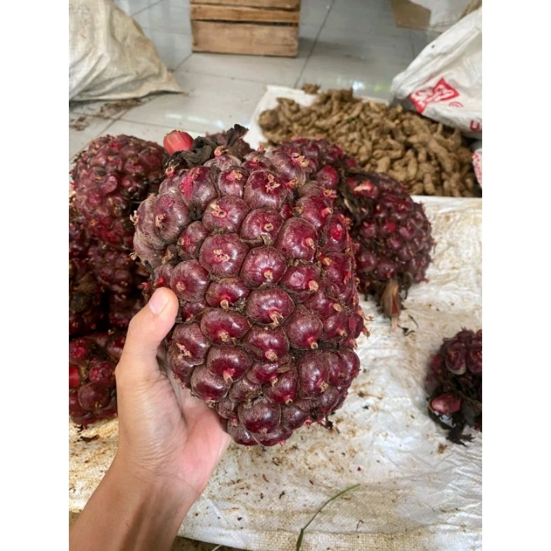 Jual buah honje segar 1kg buah kecombrang langsung petik(sesuai restock ...