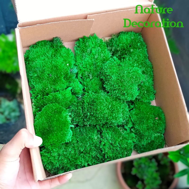 Jual Preserved Moss Ukuran Sedang | Lumut Diawetkan | Bahan Moss Wall ...