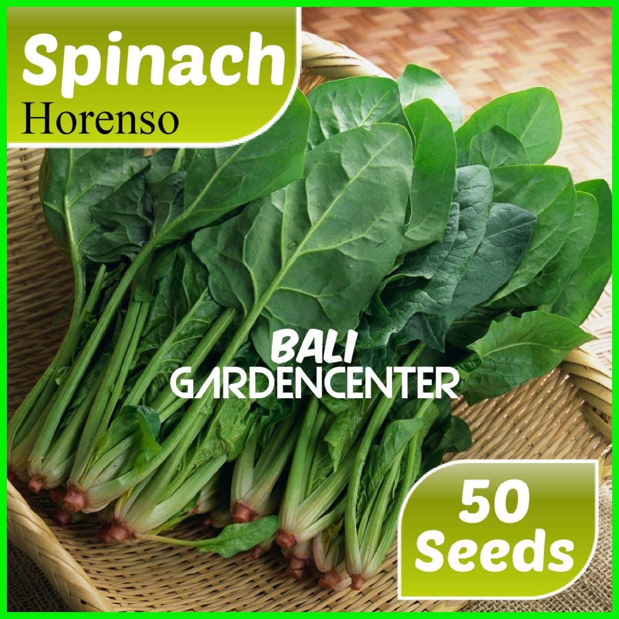 Jual Isi 50 Benih Biji Bayam Jepang Horenso - Horenzo | Shopee Indonesia
