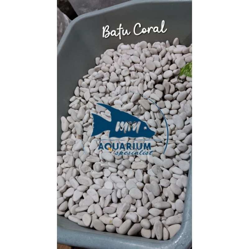 Jual 10kg batu coral putih / hitam bali cocok utk hiasan taman pot ...