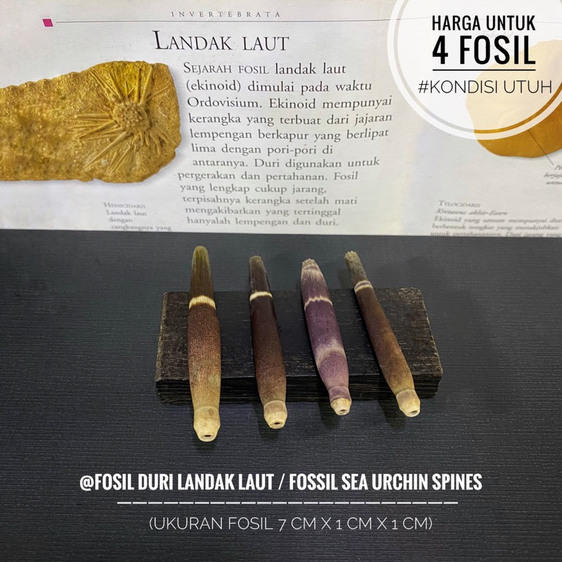 Jual Fosil Duri Landak Laut Purba C47 atau Fossil Sea Urchin Spines ...