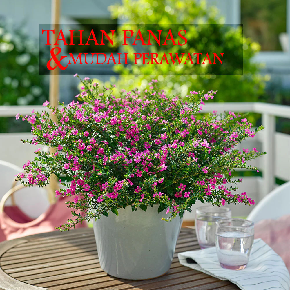 Jual Tanaman hias mudah perawatan Bunga Taiwan cuphea hyssopifolia ...