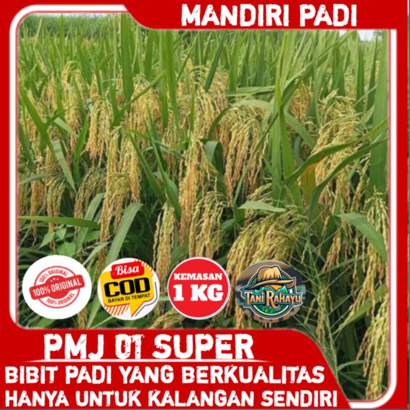 Jual BENIH BIBIT PADI PMJ 01 SUPER BERKUALITAS ORIGINAL KEMASAN 1KG | Shopee Indonesia