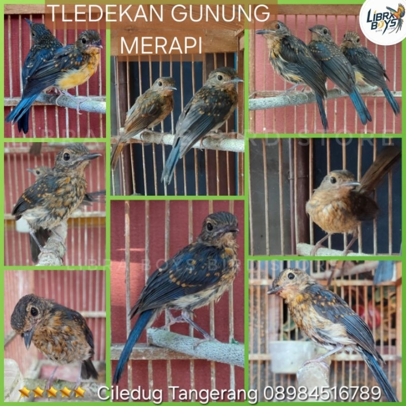Jual TLEDEKAN / SULINGAN GUNUNG TROTOL/MUDA HUTAN GACORAN BAHAN RAWATAN ...