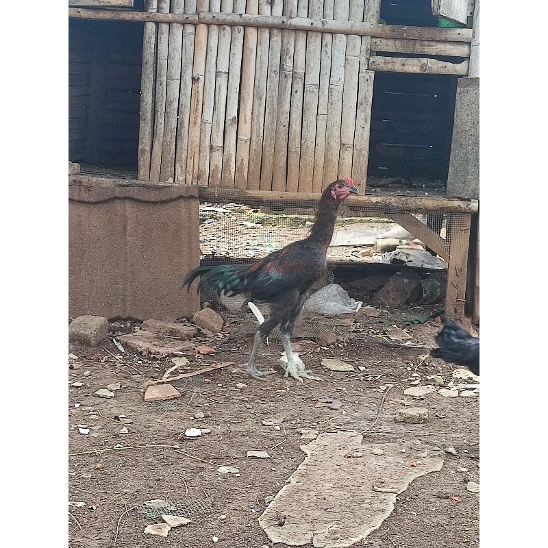 Jual ayam jago janggaran | Shopee Indonesia