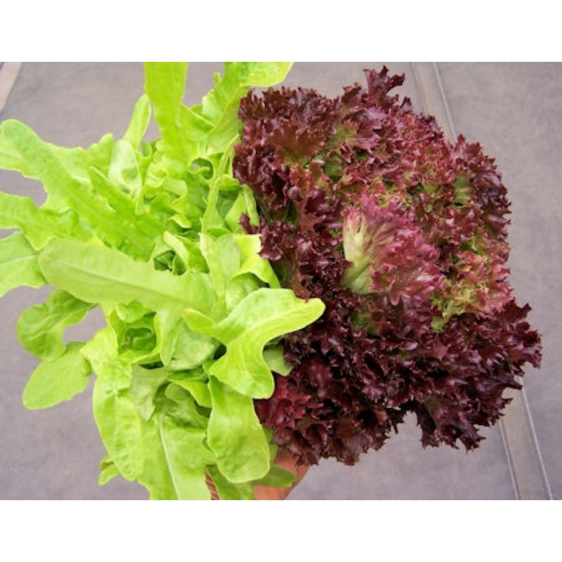 Jual Salanova butterhead / oakleaf Mix - 250gr | Shopee Indonesia