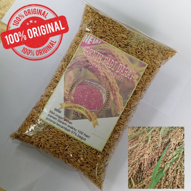 Jual Gabah padi huma darat beras merah 5 kg | Shopee Indonesia