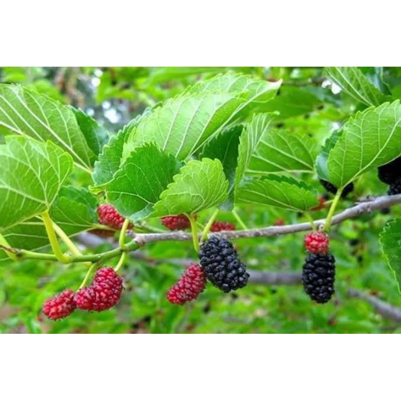 Jual DAUN MURBEY SEGAR (BASAH) DIPETIK DADAKAN | Shopee Indonesia