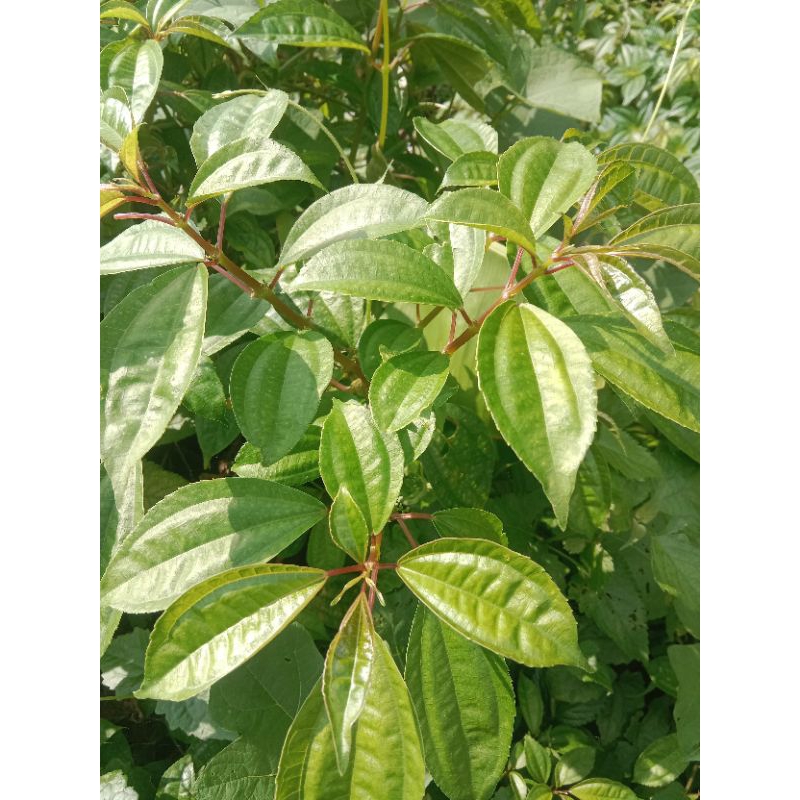 Jual Daun pucuk pohpohan gunung 250 gram | Shopee Indonesia