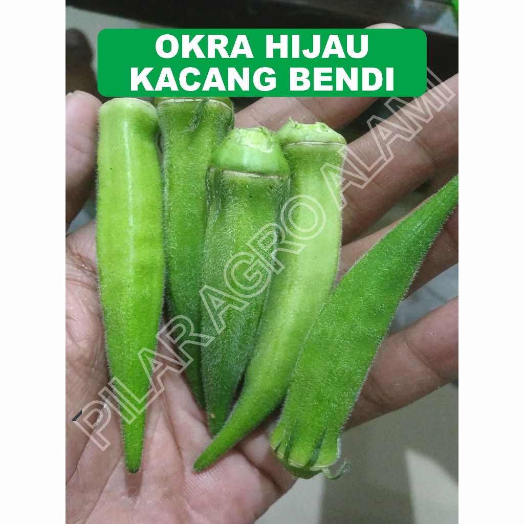 Jual Okra hijau atau kacang bendi premium murah 1kg | Shopee Indonesia