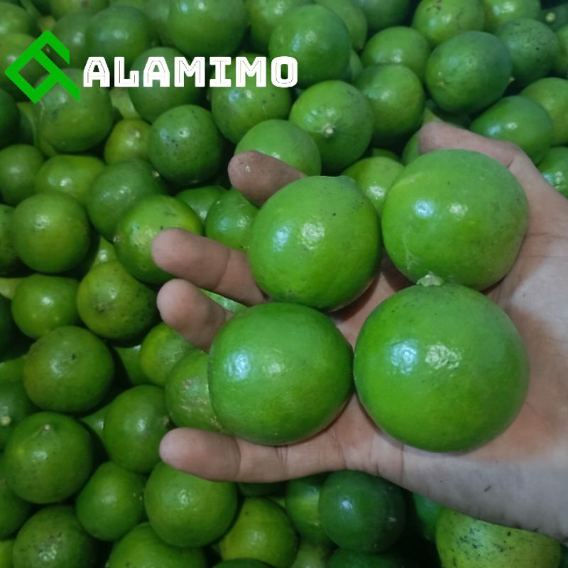 Jual JERUK NIPIS 500gram fresh / jeruk pecel setengah kilo | Shopee ...