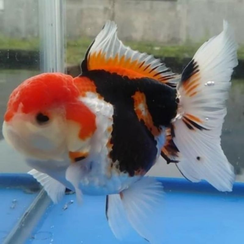 Jual ikan mas koki 3 warna Jumbo / 3 color panda / mas koky 3 color ...