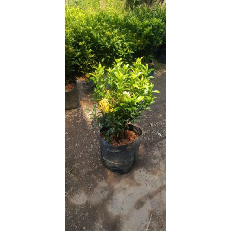 Jual Bunga Asoka Kuning | Shopee Indonesia