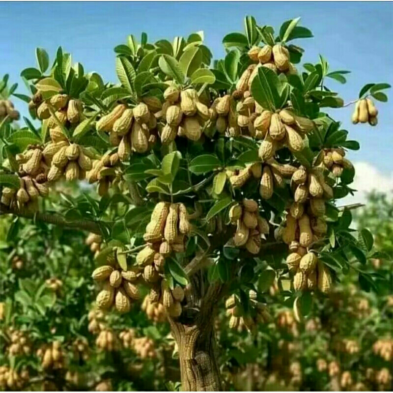 Jual Bibit tanaman Kacang Pohon Rimbun Bisa ditanam dalam pot Cepet ...
