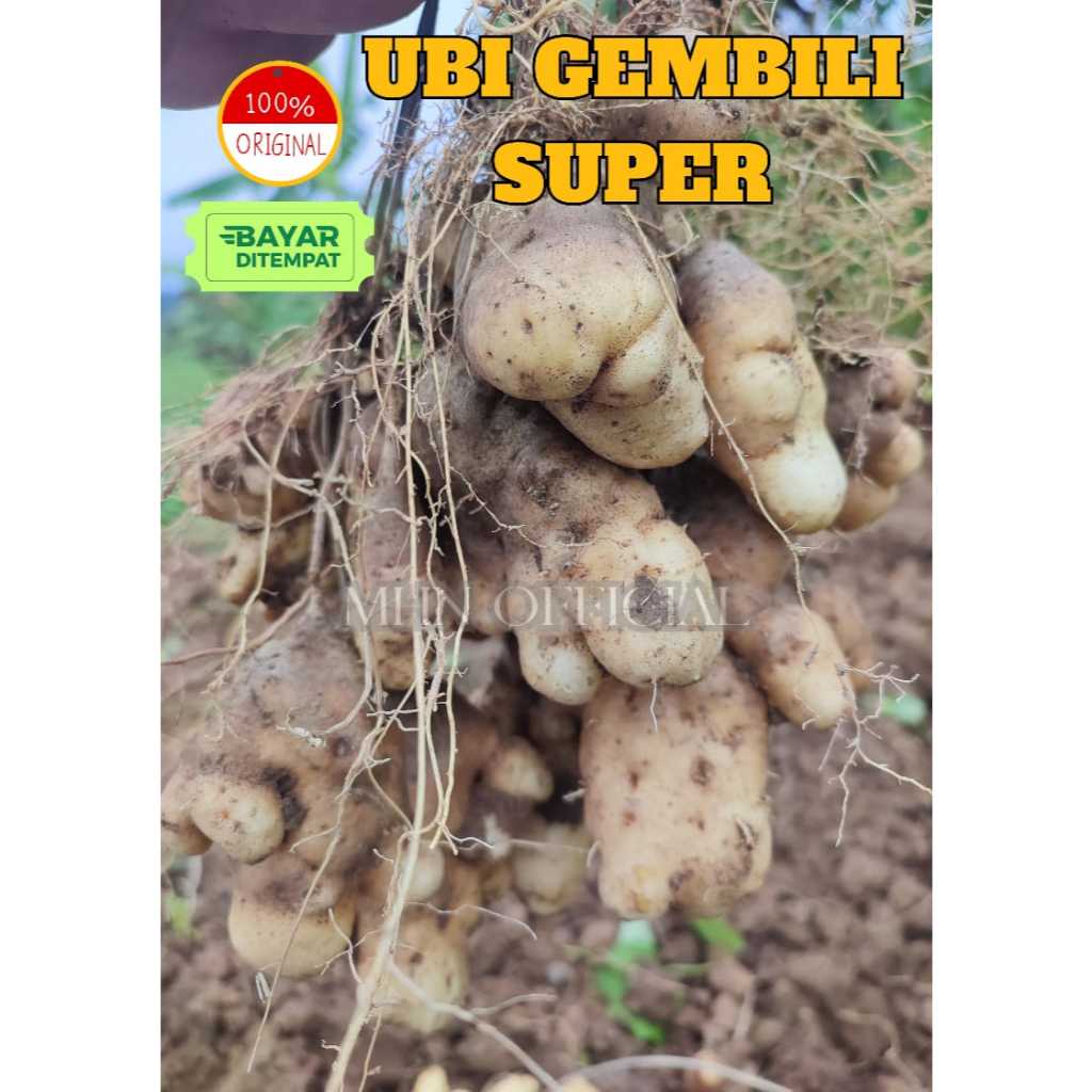Jual Ubi Gembili Ketan Fresh Pulen Makanan Tradisional Pengganti Nasi ...