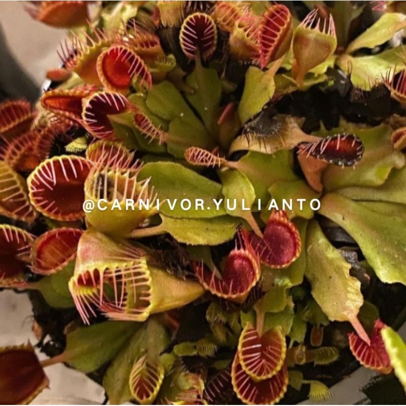 Jual Biji Venus Fly Trap Cupped Trap | Shopee Indonesia