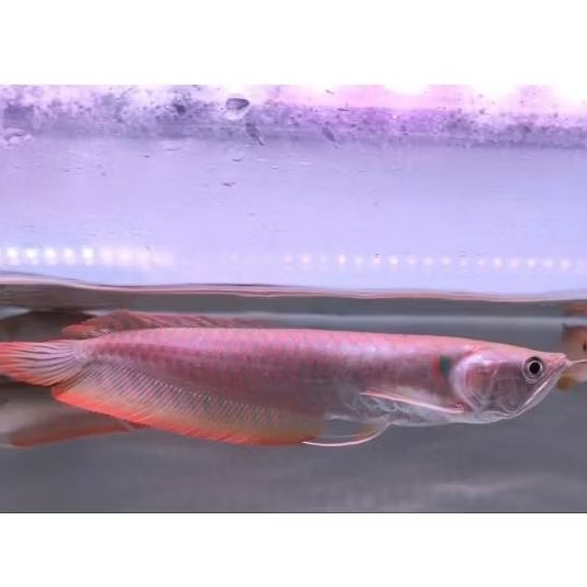 Jual Arwana Silver Red Ikan Kualitas Super 15 Cm | Shopee Indonesia