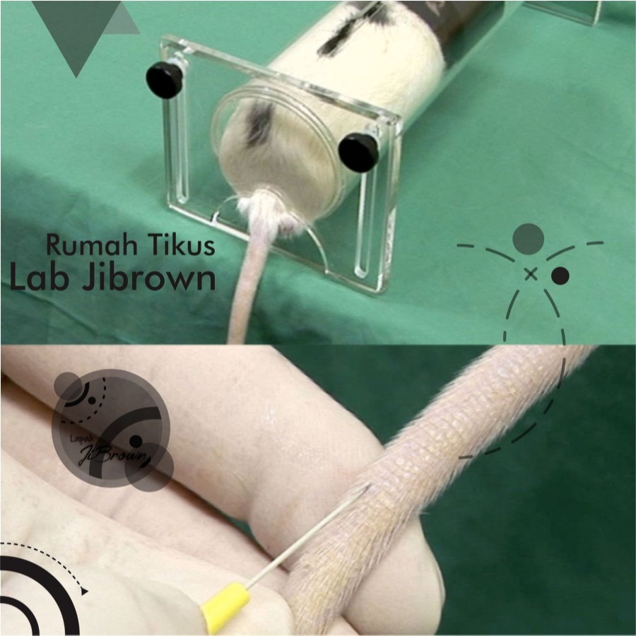 Jual RAT MOUSE RESTRAINER (KHUSUS TIKUS) LAB Rumah Tikus Bahan Acrylic ...