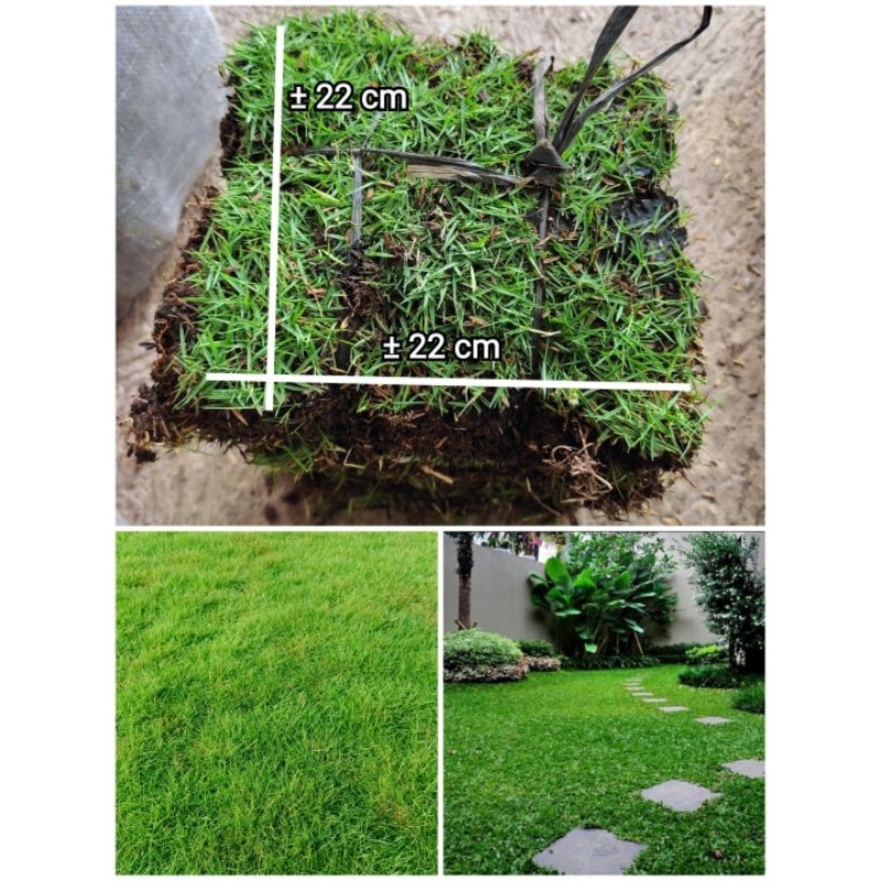 Jual RUMPUT TAMAN RUMPUT PEKING JEPANG HIDUP RUMPUT GAJAH MINI HIDUP ...