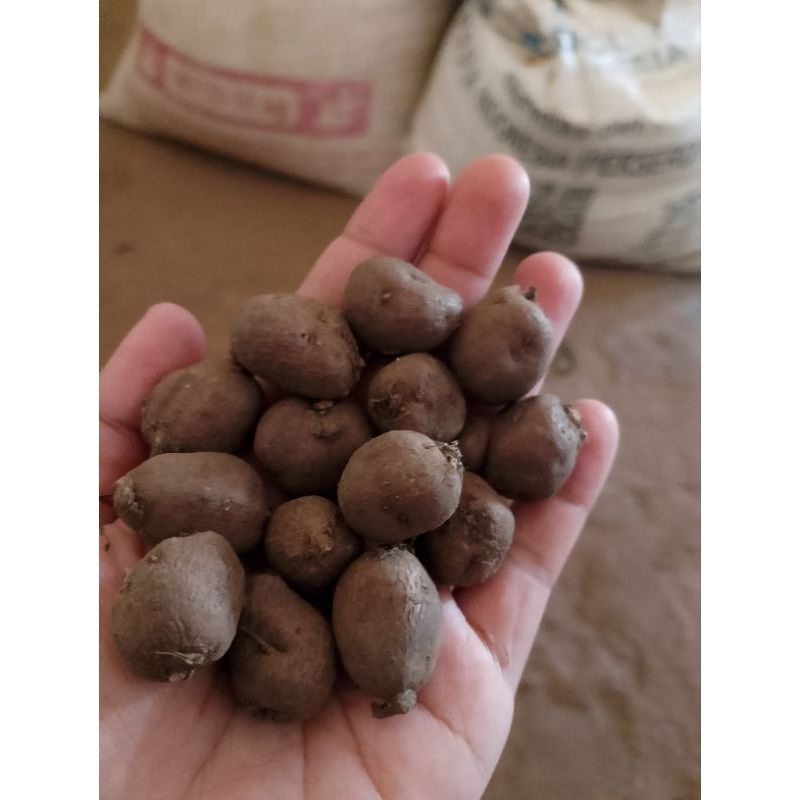 Jual Kentang Hitam 500 Gram. | Shopee Indonesia