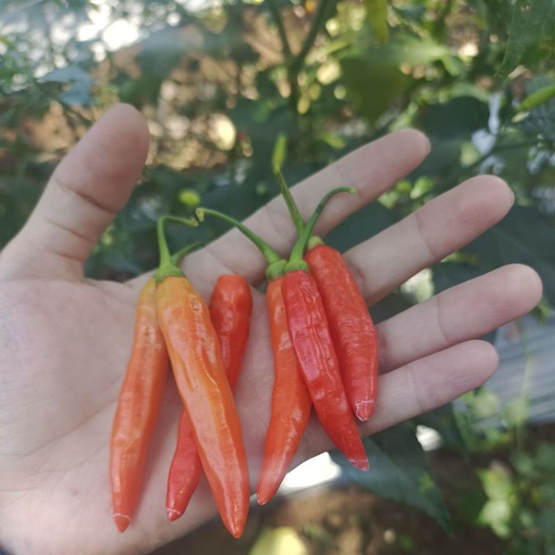 Jual cabe rawit super fresh 1 kg | Shopee Indonesia