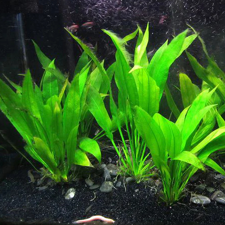 Jual AMAZON SWORD Tanaman Air amazon sword tanaman aquascape | Shopee ...