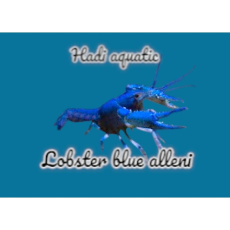 Jual lobster hias Blue alleni ( alien blue ) | Shopee Indonesia