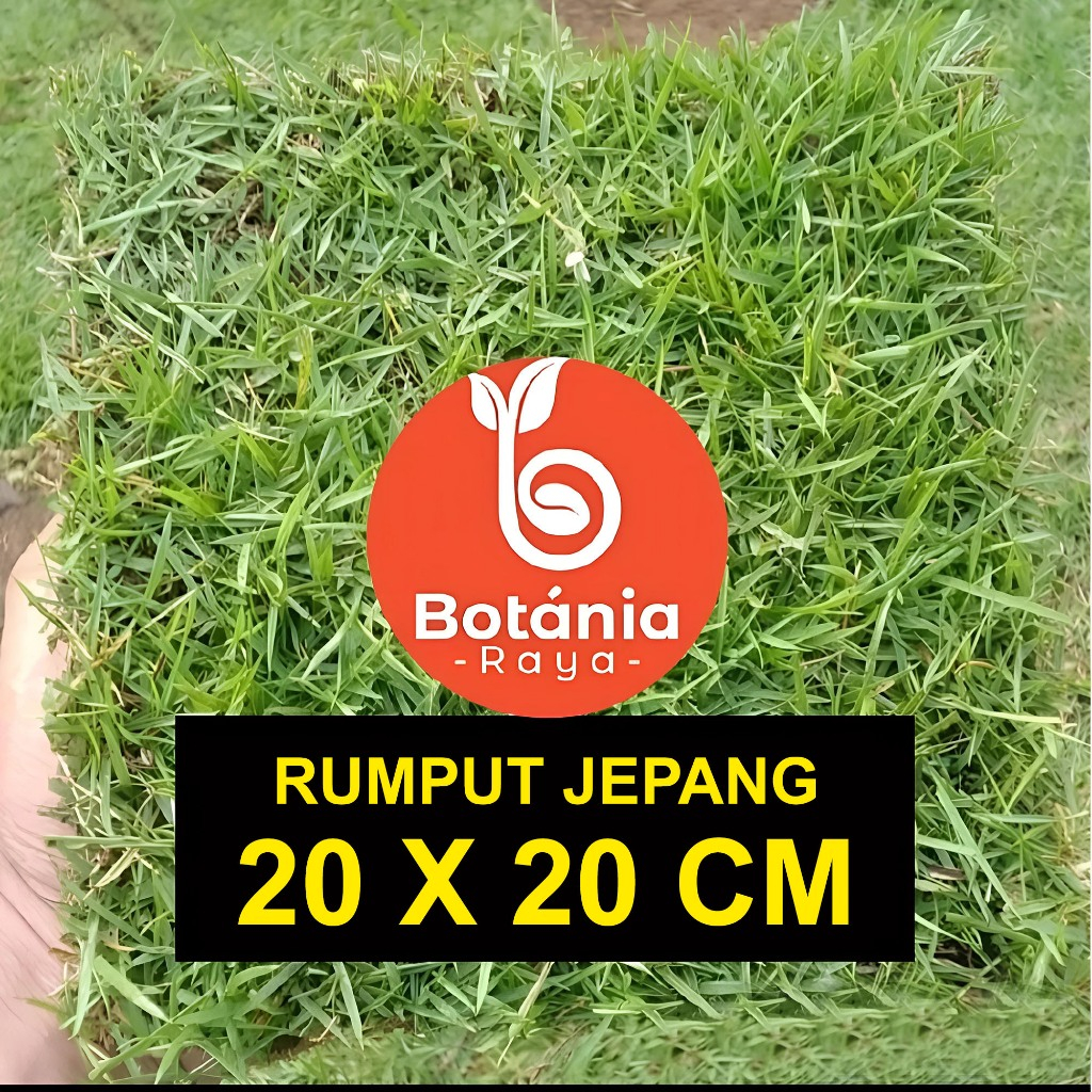 Jual Rumput Jepang hidup 20x20 cm rumput hias hijau segar untuk taman ...
