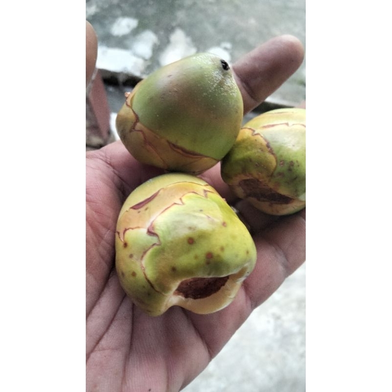 Jual Tembuluk biji kelapa muda/buruluk pentil kelapa 5 buah | Shopee ...