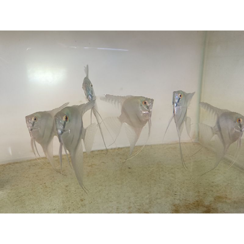 Jual manfish blue pinoy size indukan | Shopee Indonesia