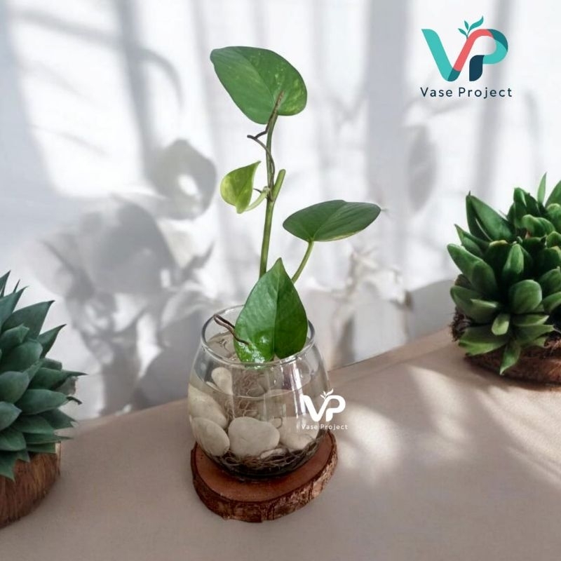 Jual Paket Vas Bunga Kaca Lengkap Sirih Gading Tanaman Asli Hidup Plus ...