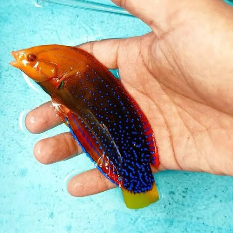 Jual Keling Asli | Shopee Indonesia