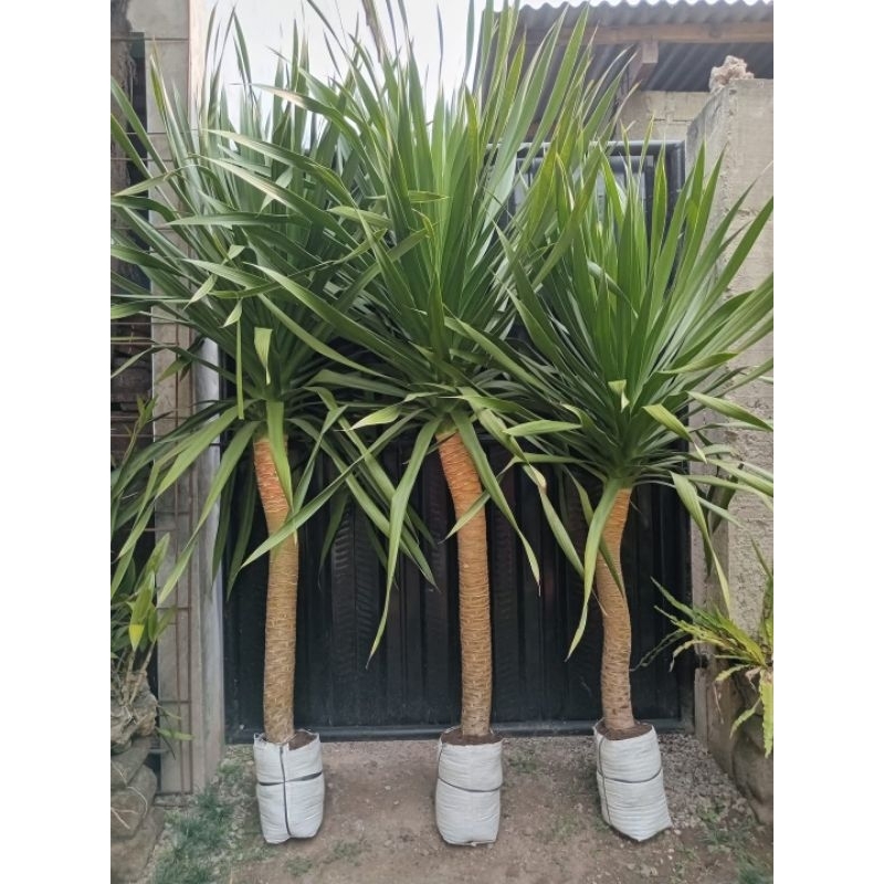 Jual Pandan Bali Asli hiasan rumah dan taman | Shopee Indonesia