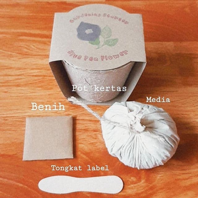 Jual Mini Gardening Starter Blue Pea( Bunga Telang )/ Bibit Tanaman ...