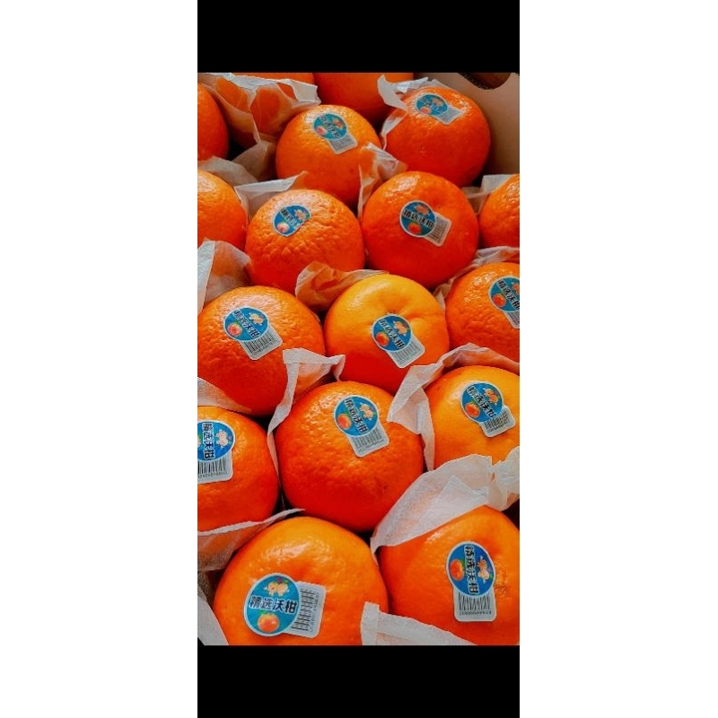 Jual Jeruk Wogan atau Wokam | Shopee Indonesia