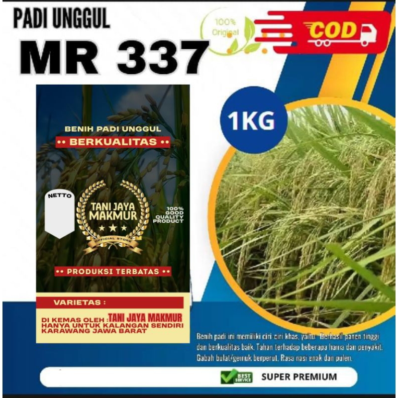 Jual (1kg) Benih padi super unggul MR 337 BERKUALITAS. Padi anti virus ...