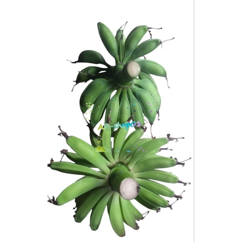 Jual pisang batu fress per 1sisir | pisang batu / kulutuk | pisang ...