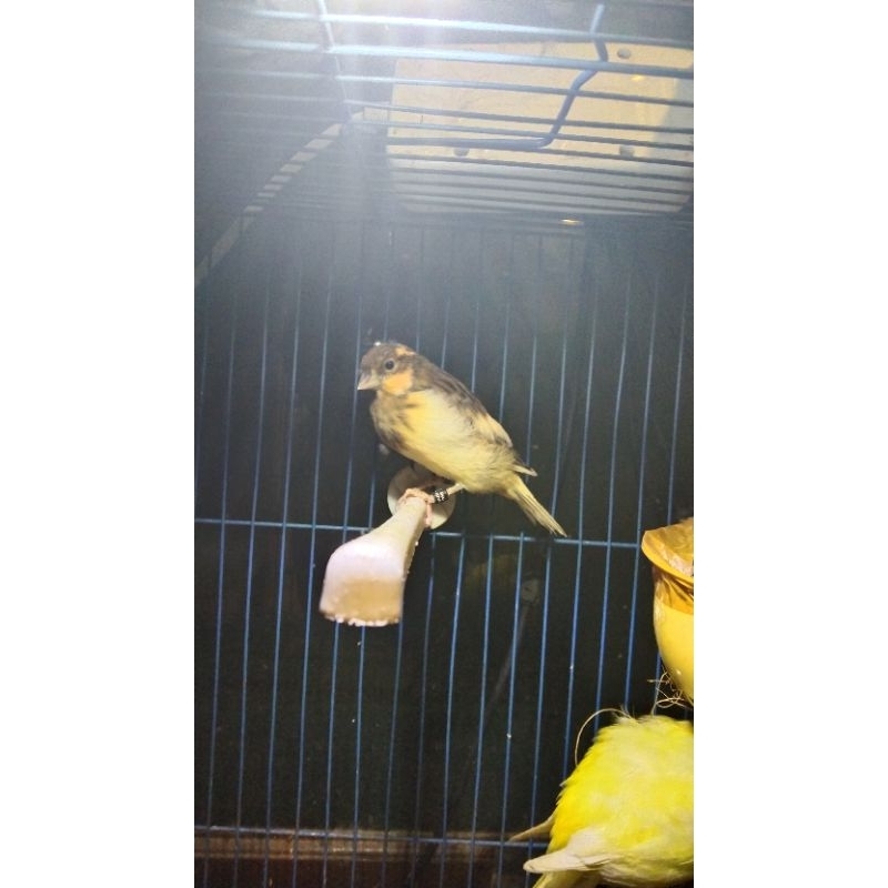 Jual kenari F2 Spanish timbrado paud | Shopee Indonesia