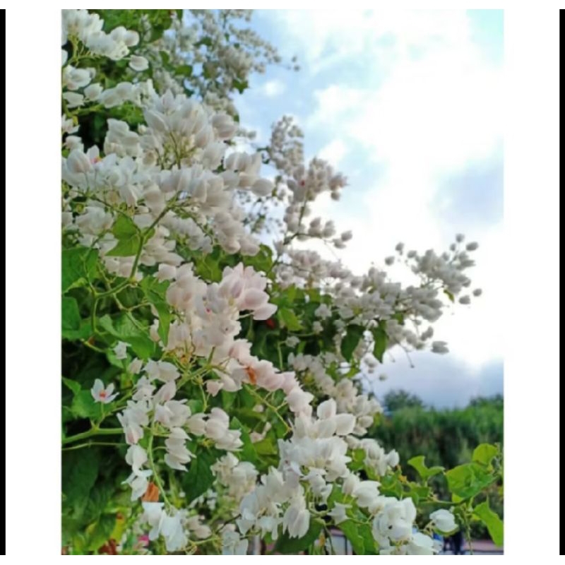 Jual POHON MERAMBAT AIR MATA PENGANTIN BUNGA PUTIH TINGGI 80CM UP ...