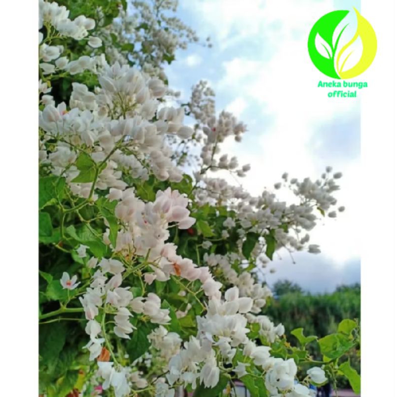 Jual POHON BUNGA AIR MATA PENGANTIN PUTIH ( BUNGA MERAMBAT ) TANAMAN ...