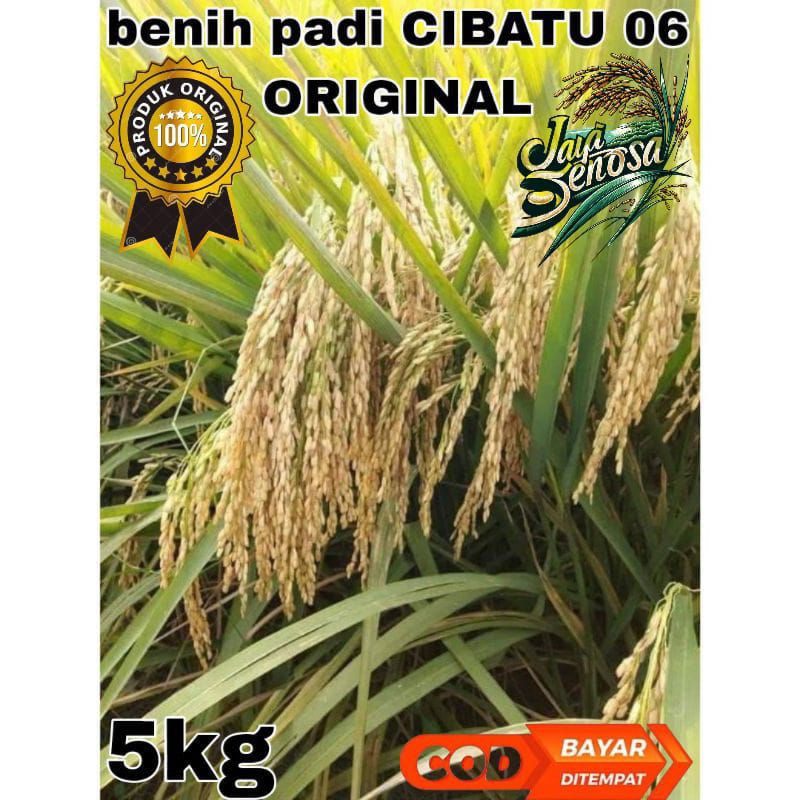 Jual Benih Padi CIBATU 06 ORIGINAL Kemasan 5kg | Shopee Indonesia