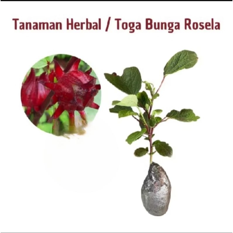 Jual Bibit Tanaman Bunga Rosela/Tanaman Toga | Shopee Indonesia