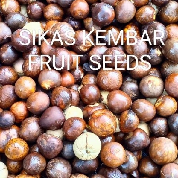Jual biji alpukat paket 1kg isi 20-25biji | Shopee Indonesia