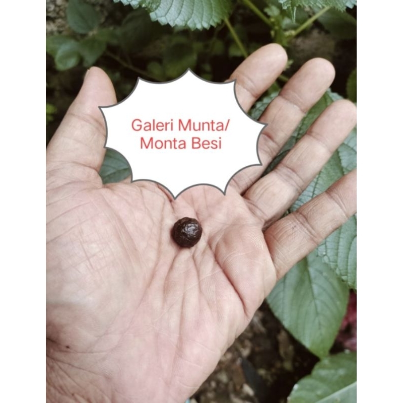 Jual Munta bassi | Shopee Indonesia