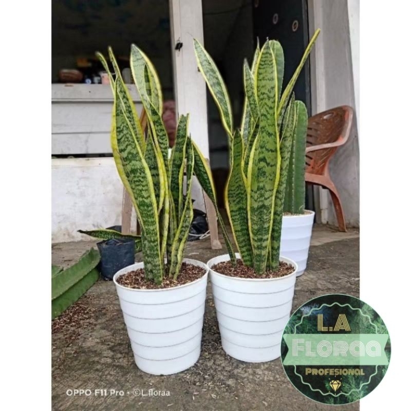 Jual ( BISA COD ) Tanaman Hias Sansivera kuning Lidah Mertua Pembersih ...