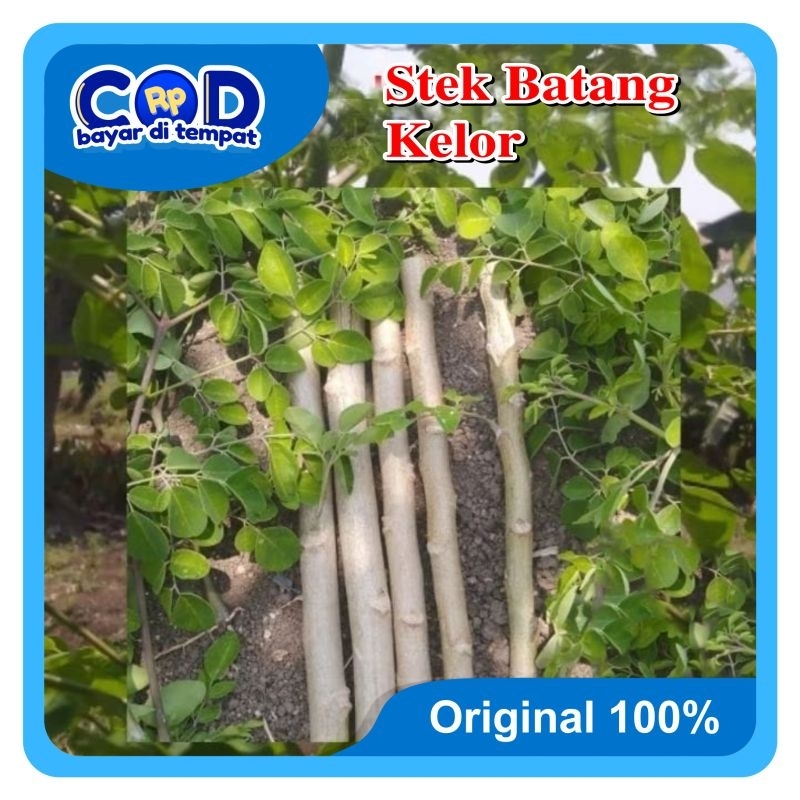 Jual [C O D]BIBIT STEK BATANG POHON KELOR SIAP TANAM PANJANG 25 CM ...