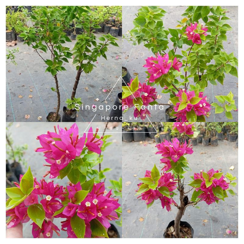Jual Bunga Bugenvil SINGAPUR FANTA Orian Batang Sedang / Bougenville ...